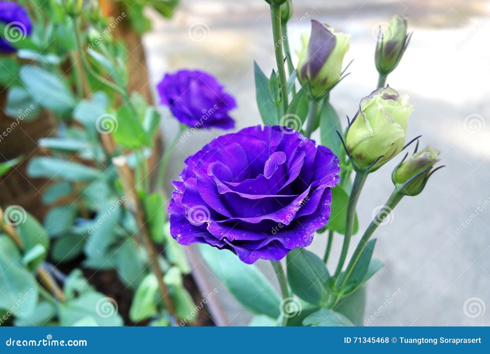 Blue Lisianthus Flower