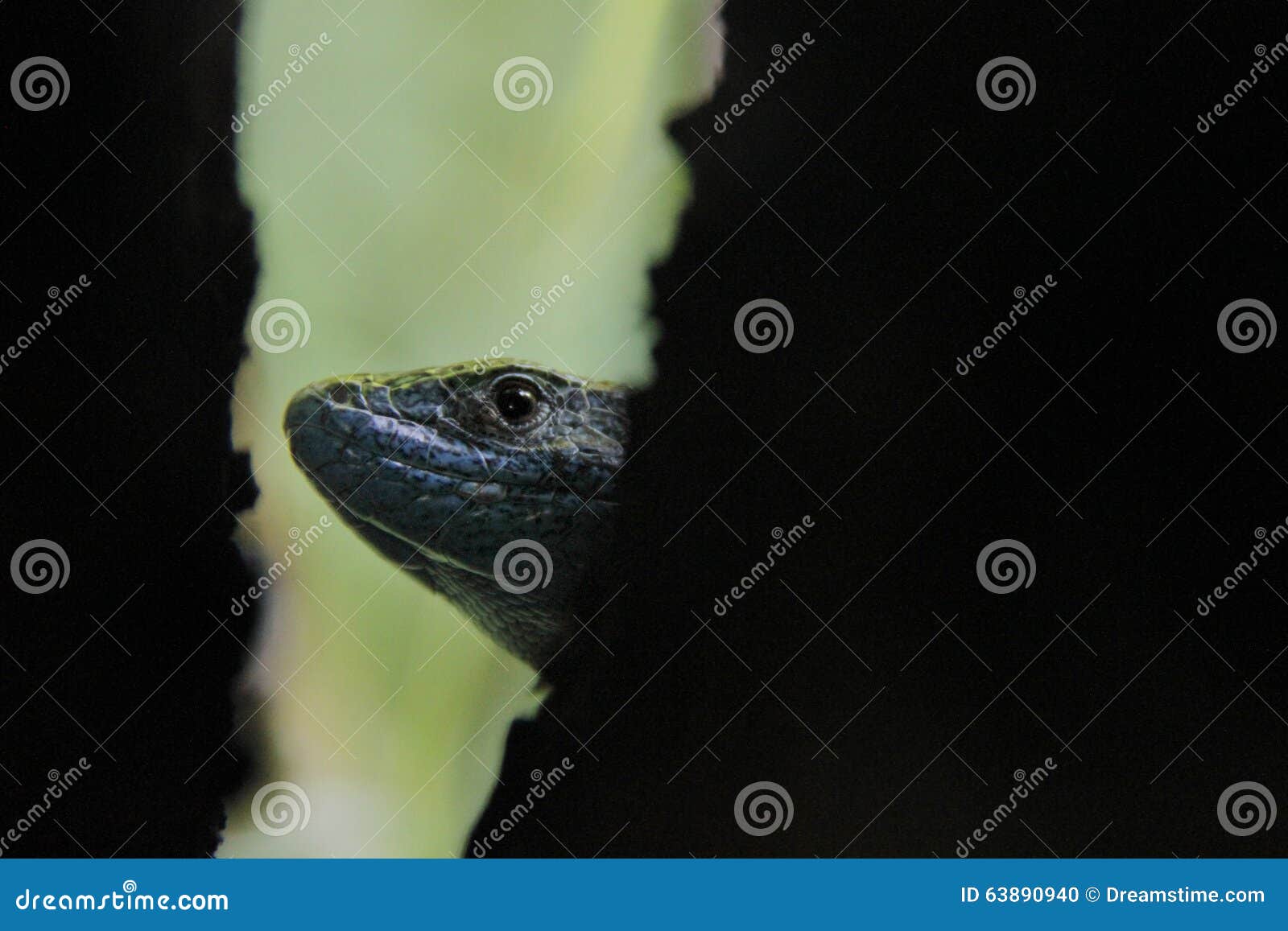 Blue Lizard Hiding among the Trees Stock Photo - Image of animal ...