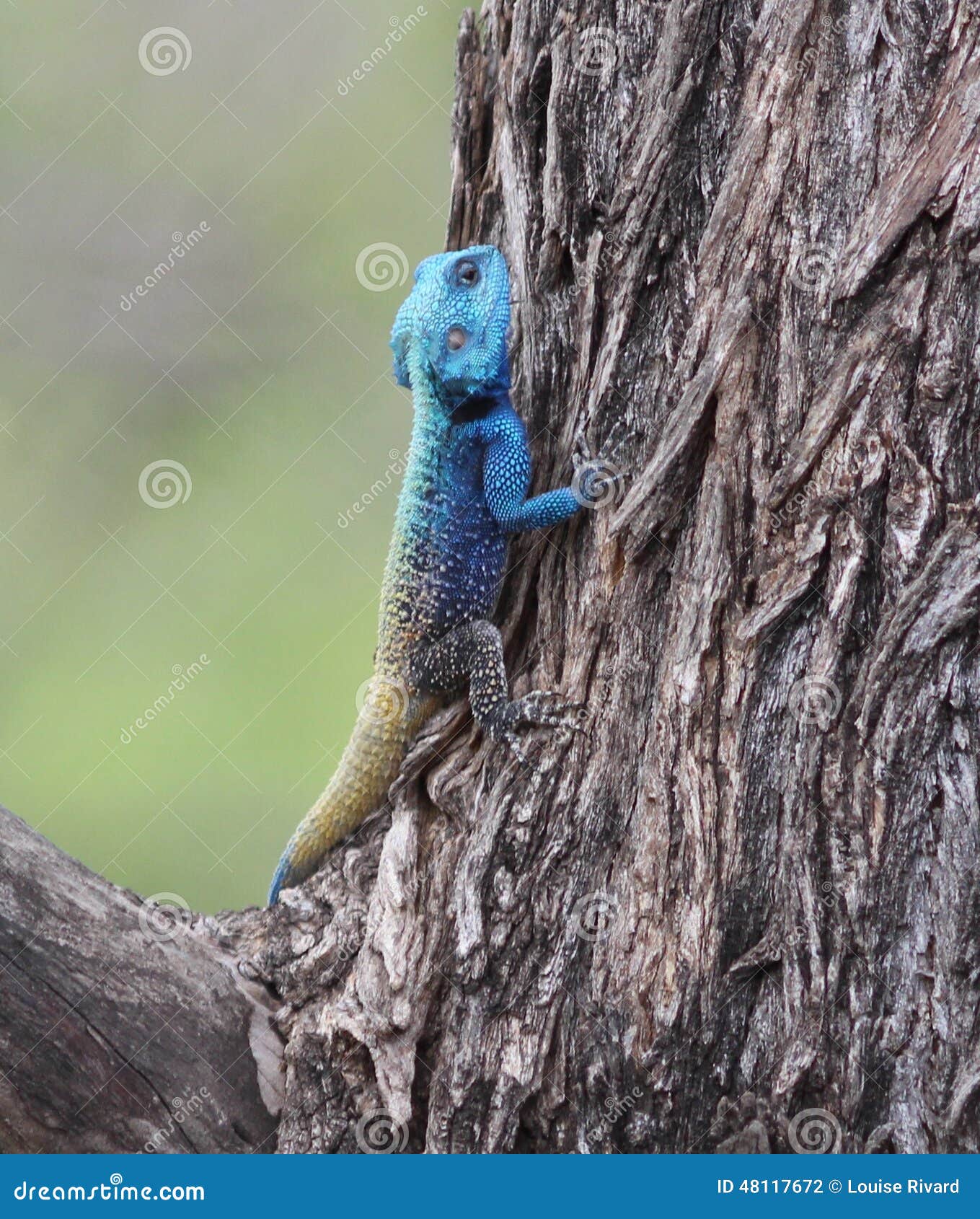 Blue lizard stock photo. Image of wild, visiting, place - 48117672