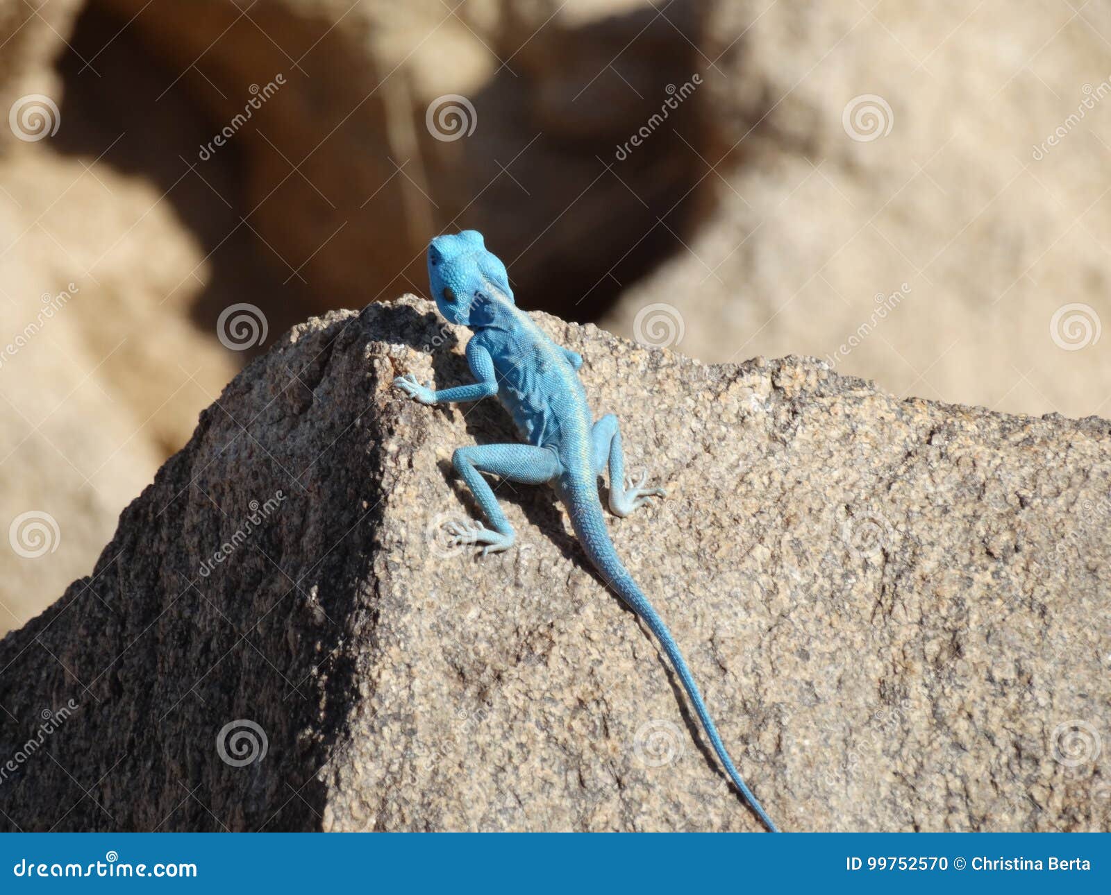 Blue lizard, Saudi Arabia stock photo. Image of climbing - 99752570