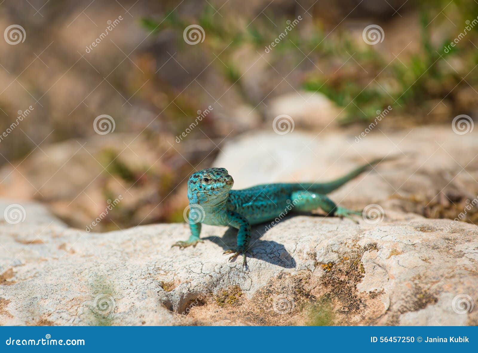 Blue lizard stock photo. Image of travel, blue, pastel - 56457250