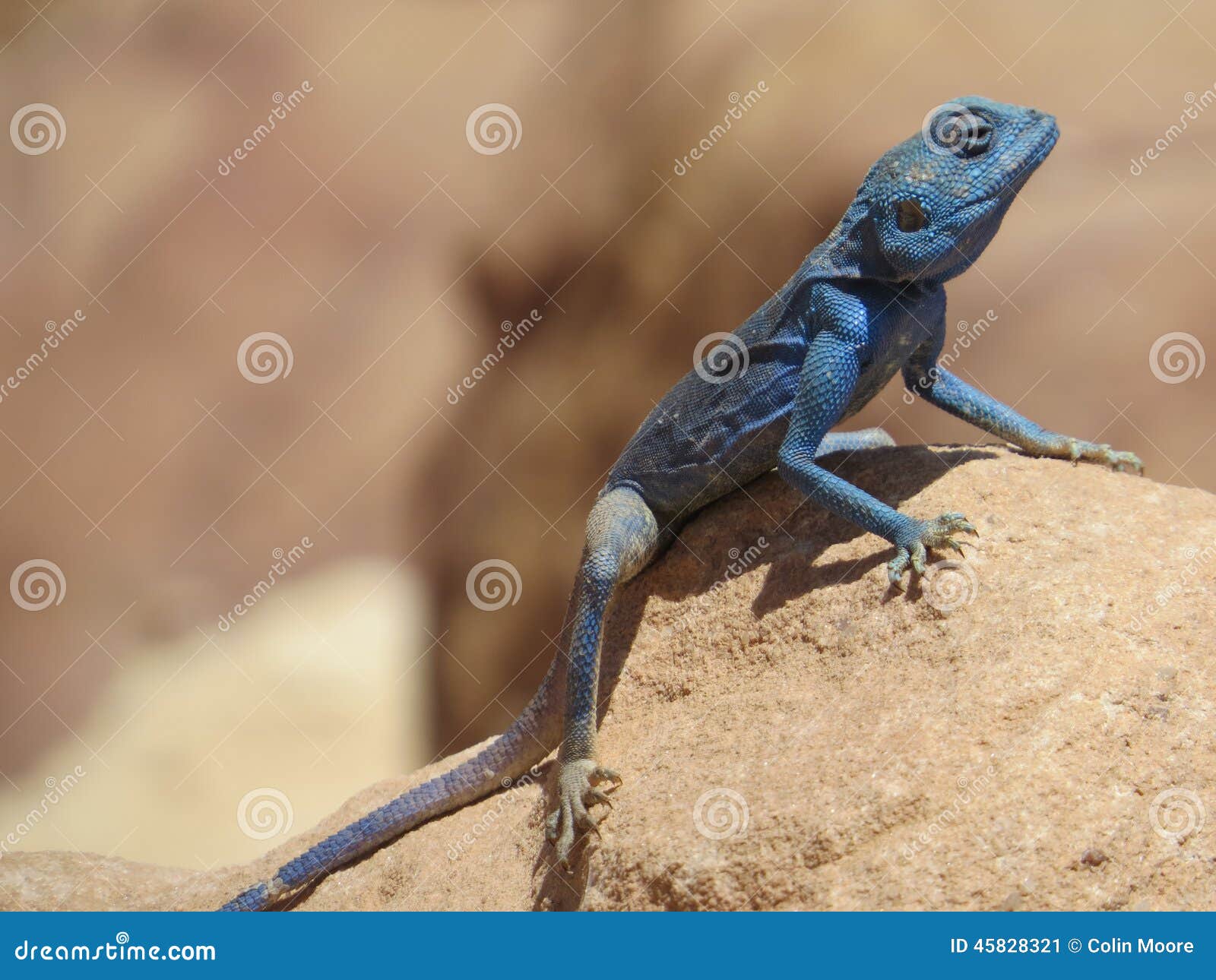 Blue Lizard stock image. Image of wildlife, reptile, rock - 45828321
