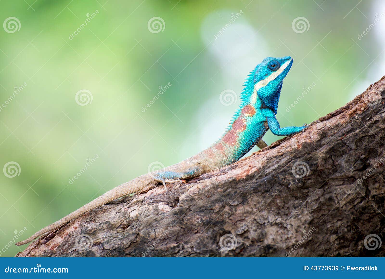 Blue Lizard stock image. Image of branch, isolated, dragoon - 43773939