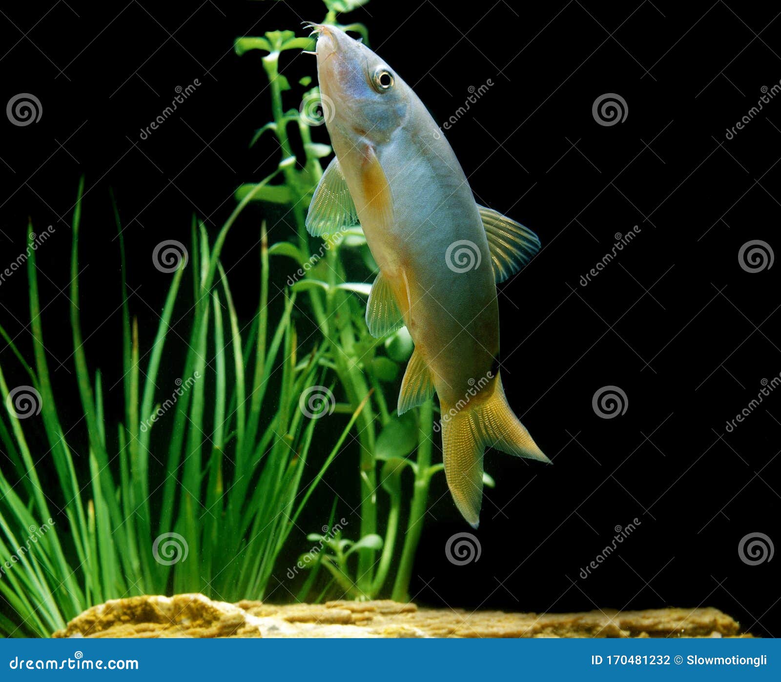 BOTIA MODESTE Botia Modesta Stock Photo - Image of botia, modesta ...