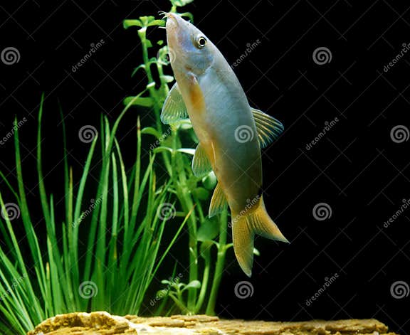 BLUE LOACH or BLUE BOTIA Botia Modesta Stock Photo - Image of wildlife ...