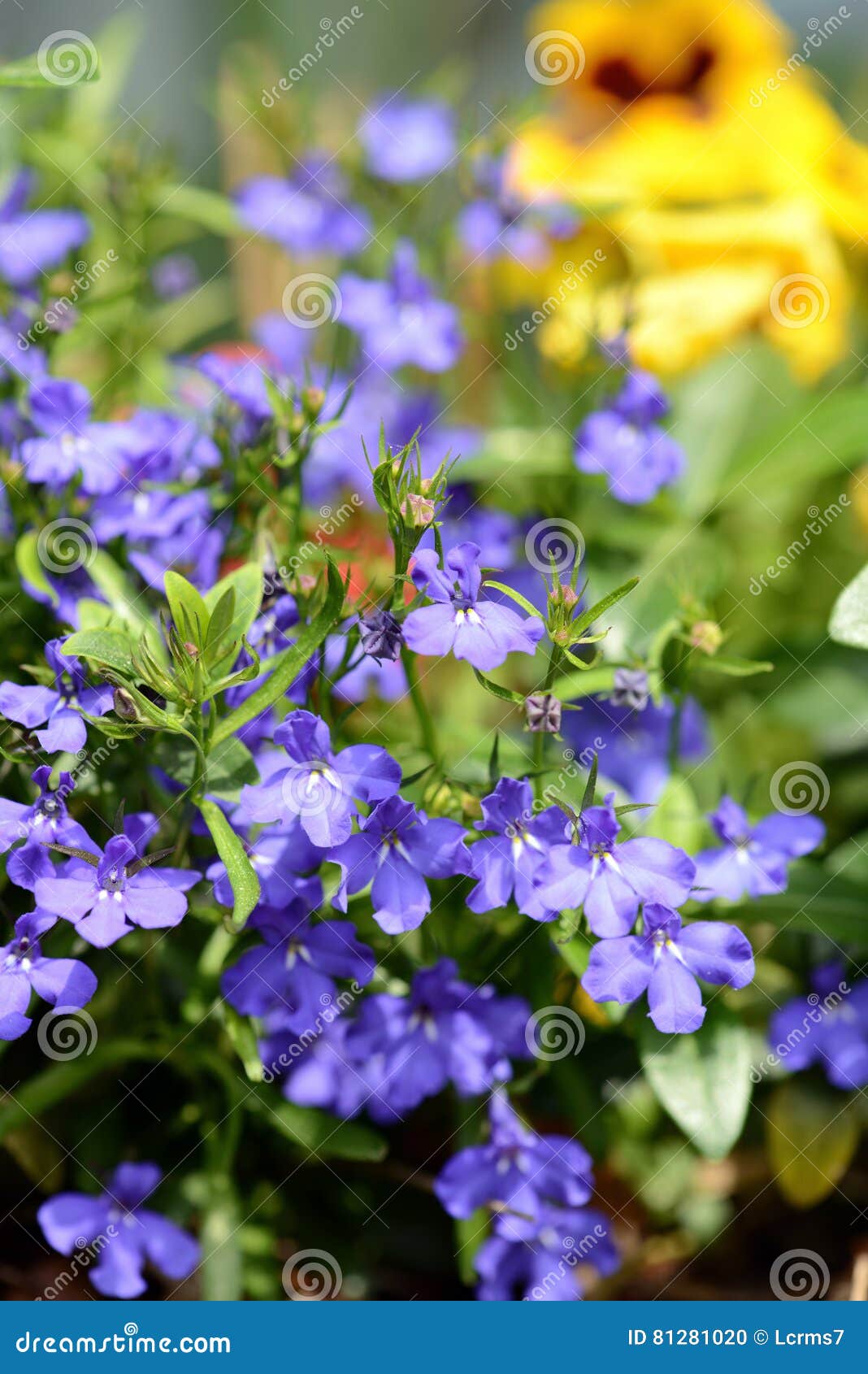 Blue Lobelia Flower in Summer. Stock Photo - Image of plant, erinus ...