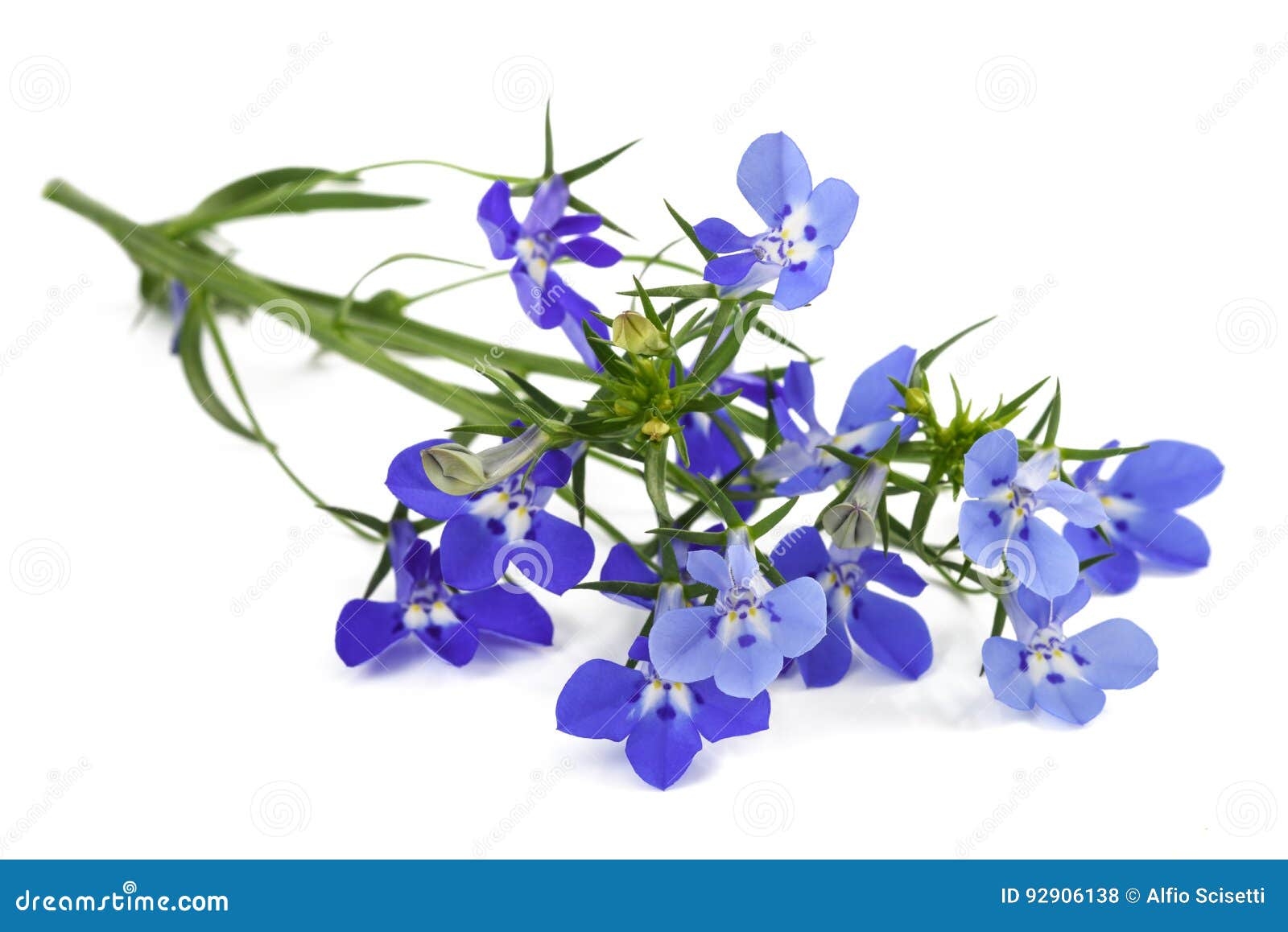 Blue lobelia flowers stock photo. Image of flowers, garden - 92906138