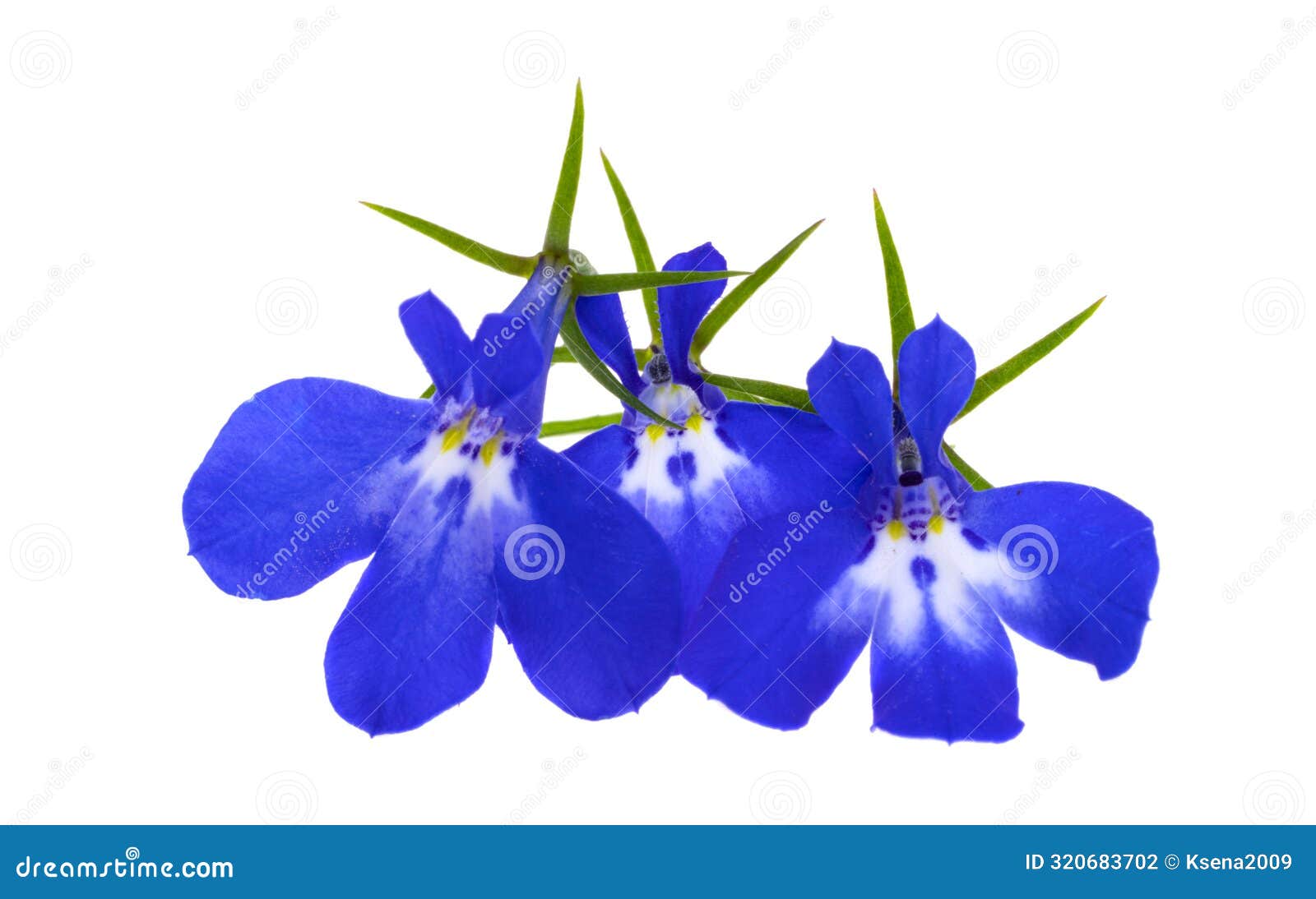 Blue lobelia isolated stock photo. Image of botany, beauty - 320683702