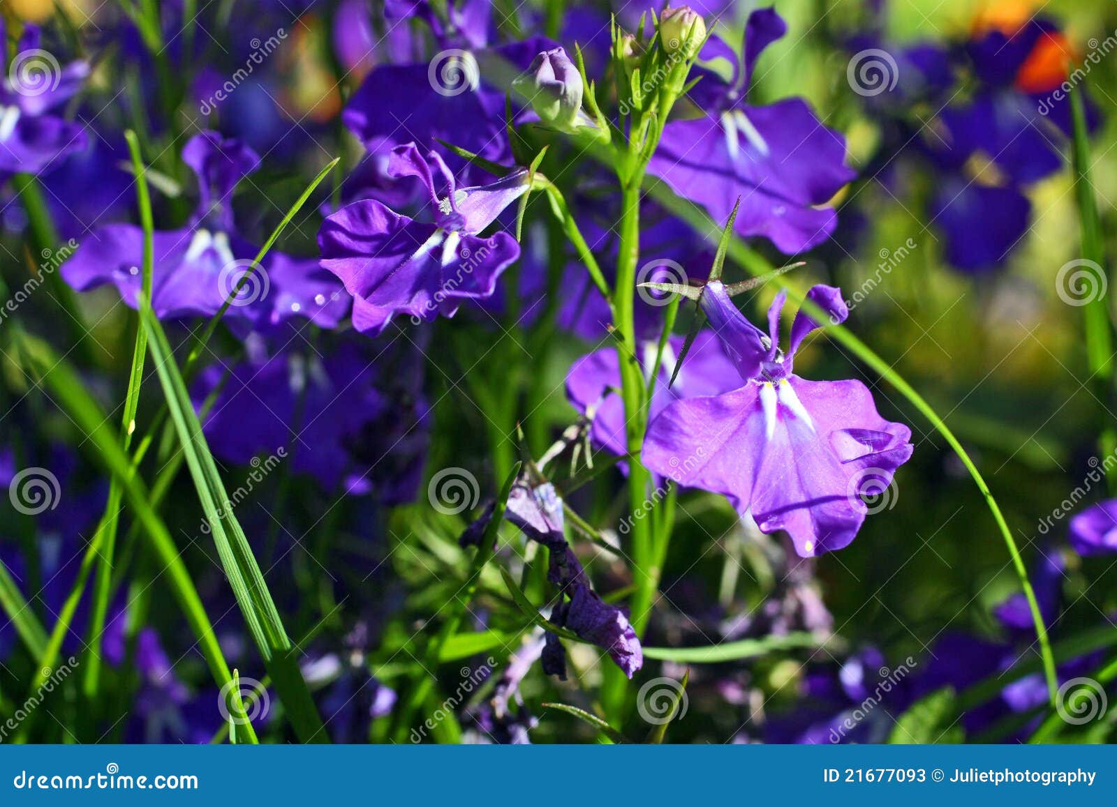 Blue Lobelias in the Garden, Close Up Stock Image - Image of seasonal ...