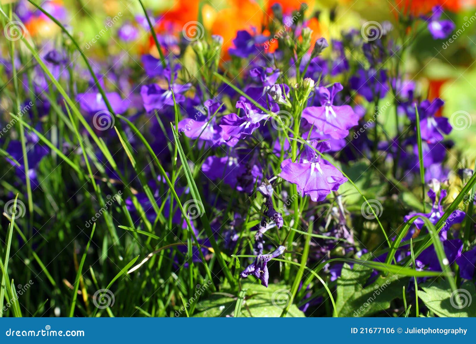 Blue Lobelias in the Garden, Close Up Stock Photo - Image of botany ...