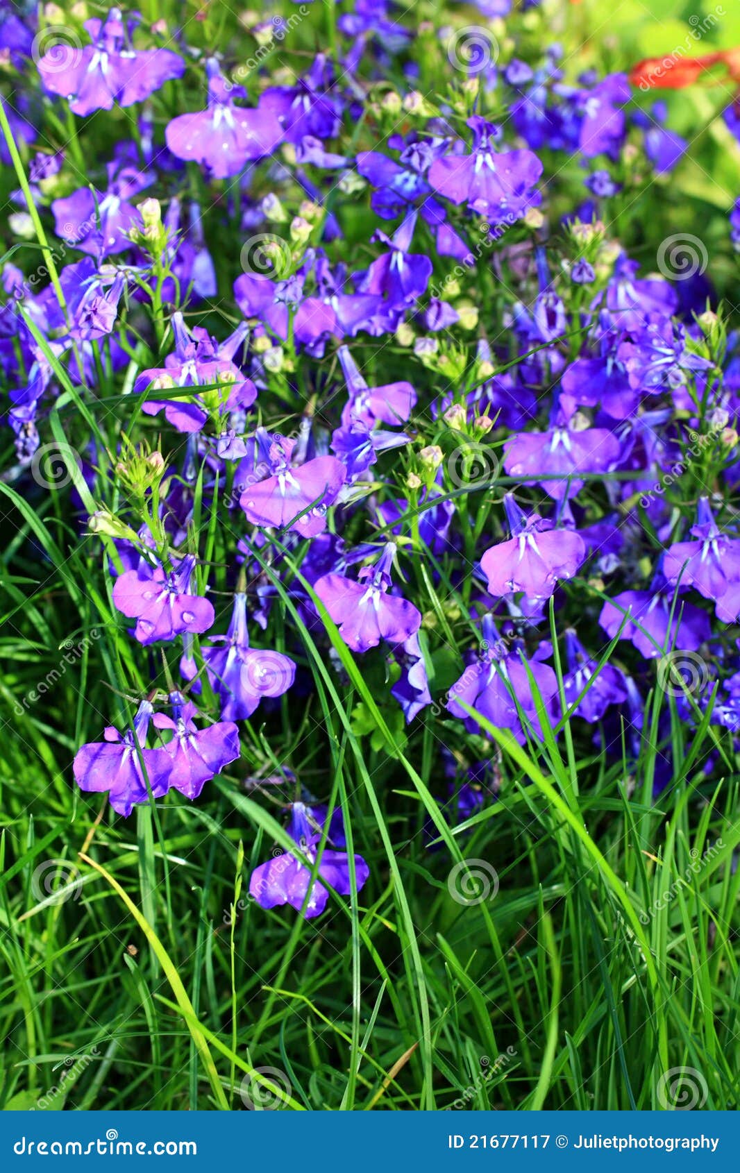 Blue Lobelias in the Garden, Close Up Stock Image - Image of flora ...