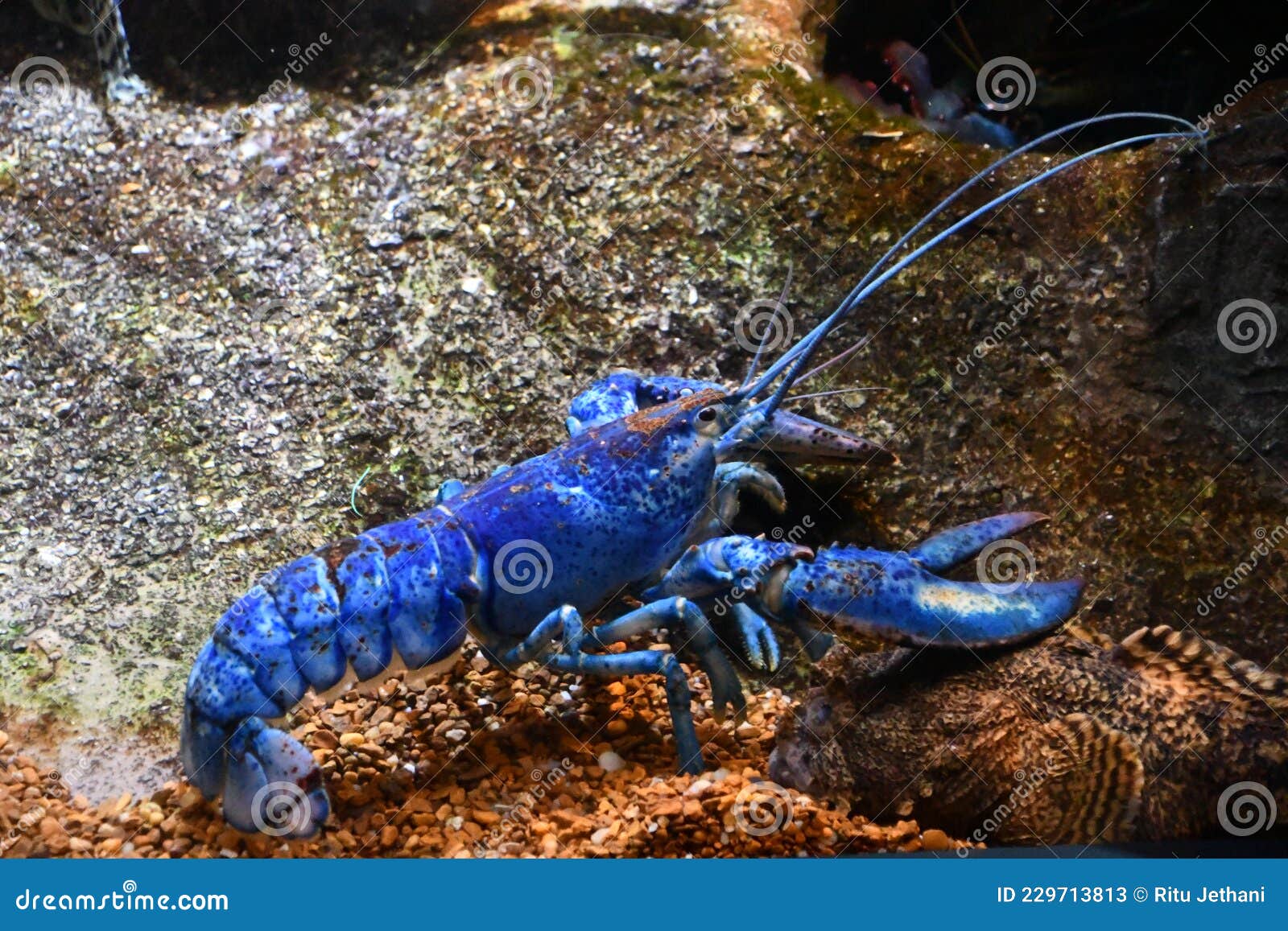 Blue Lobster stock image. Image of closeup, alive, bottom - 229713813
