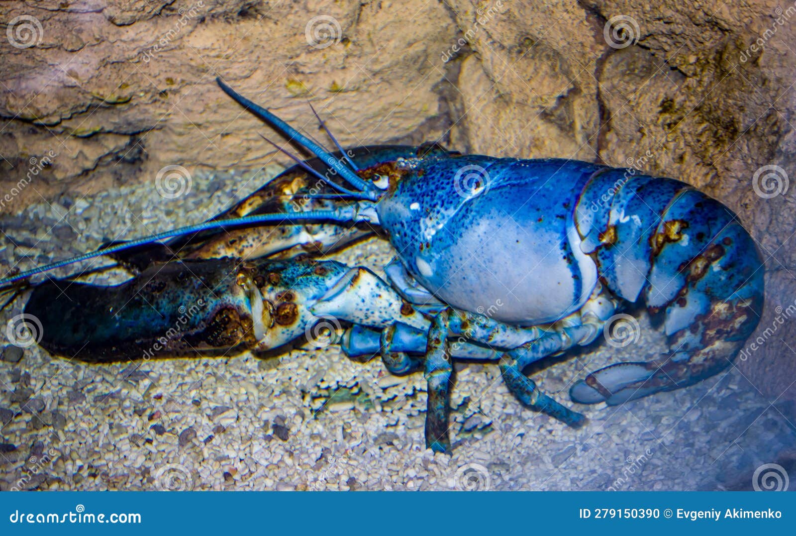 Blue Lobster at the Bottom of the Aquarium Stock Photo - Image of ...