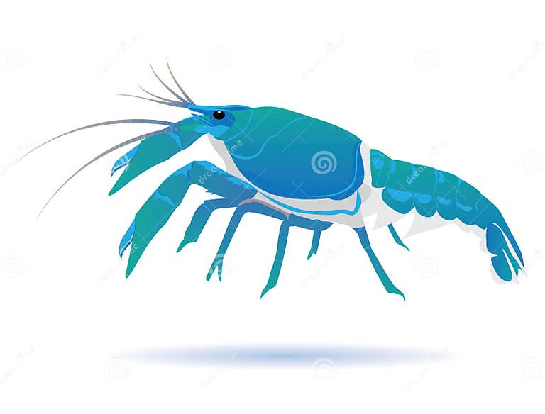 Blue lobster stock vector. Illustration of cartoons, crab - 77958169