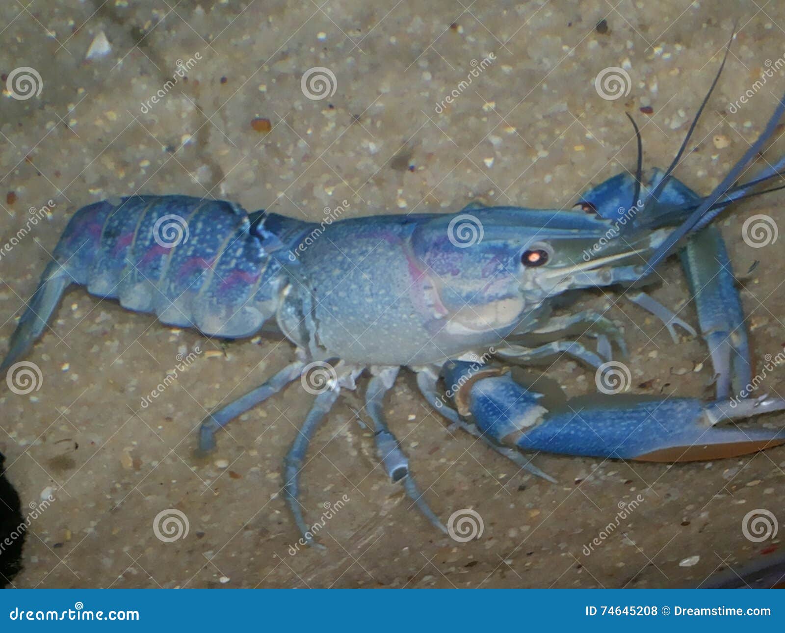 Blue lopster big stock photo. Image of lopster, brown - 74645208