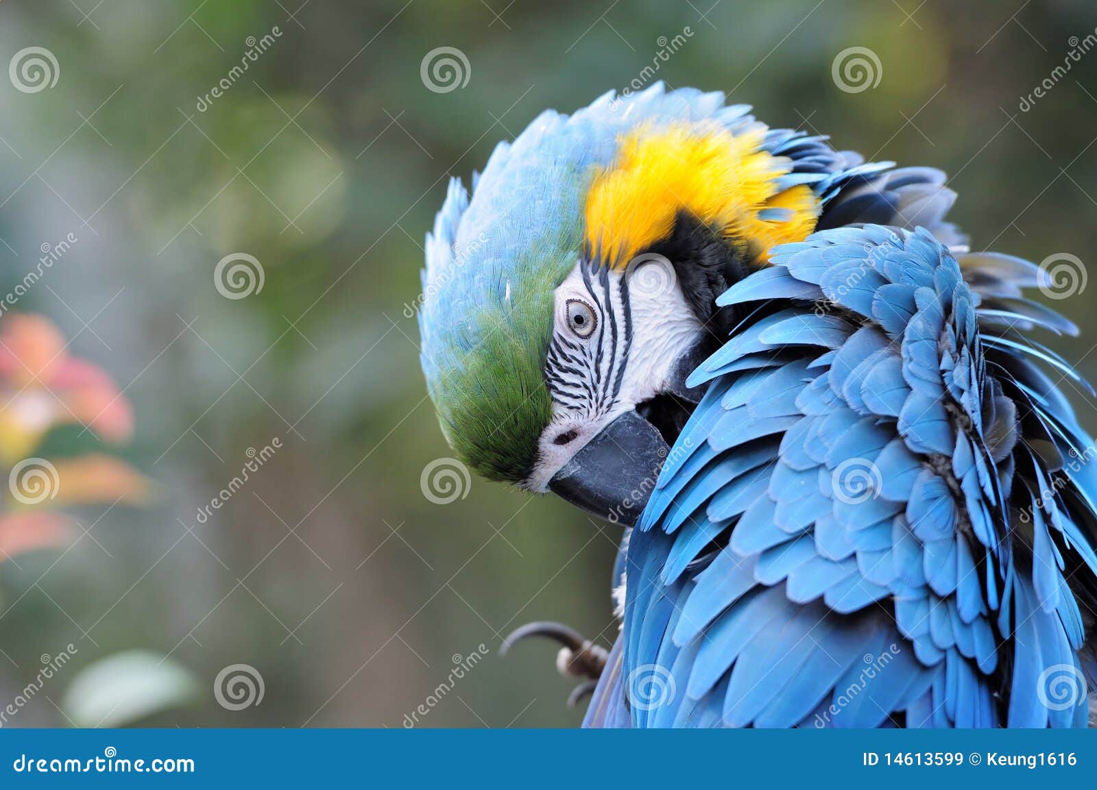 Blue lory stock image. Image of species, marco, grey - 14613599