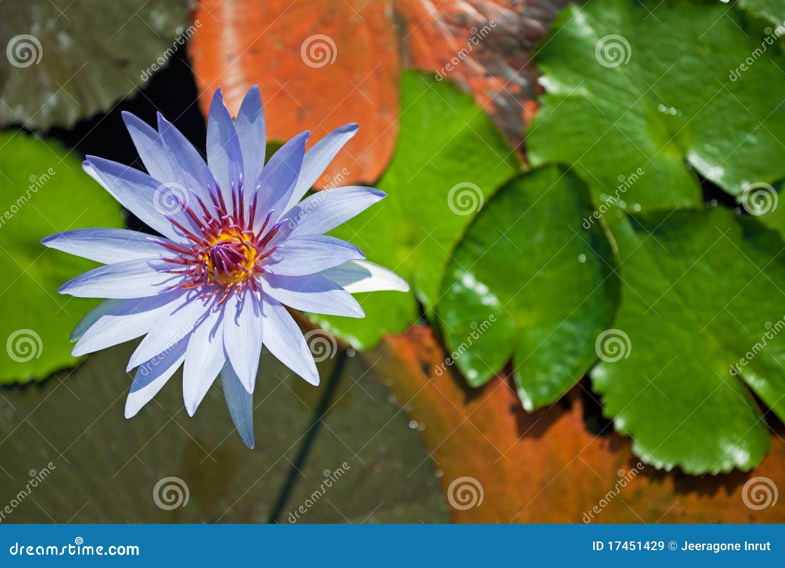 Blue lotus stock image. Image of white, leaf, asia, close - 17451429