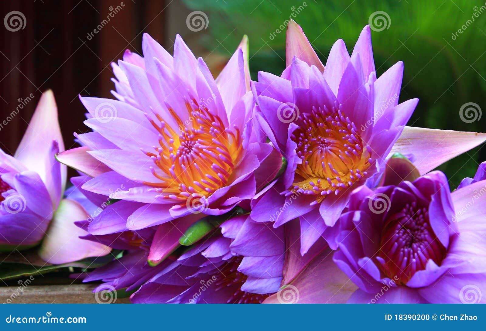 Blue Lotus stock photo. Image of bloom, detail, natural - 18390200