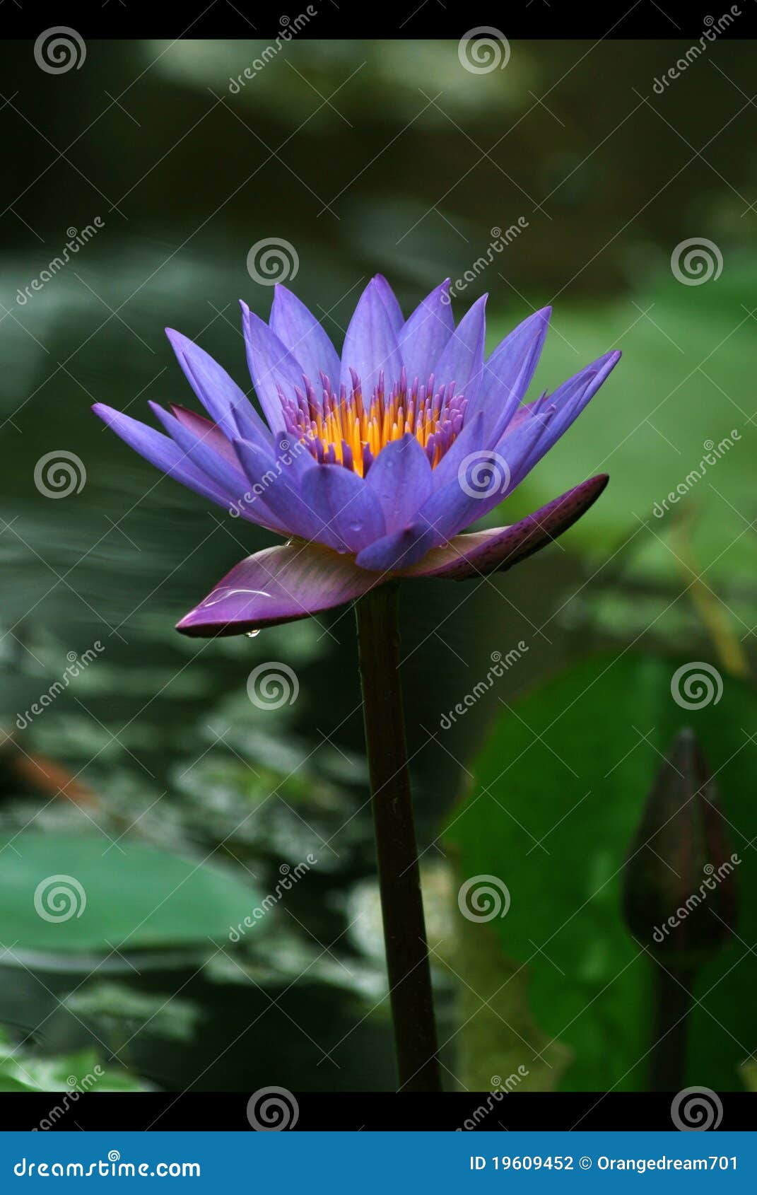 Blue Lotus stock photo. Image of drop, emotion, temptation - 19609452
