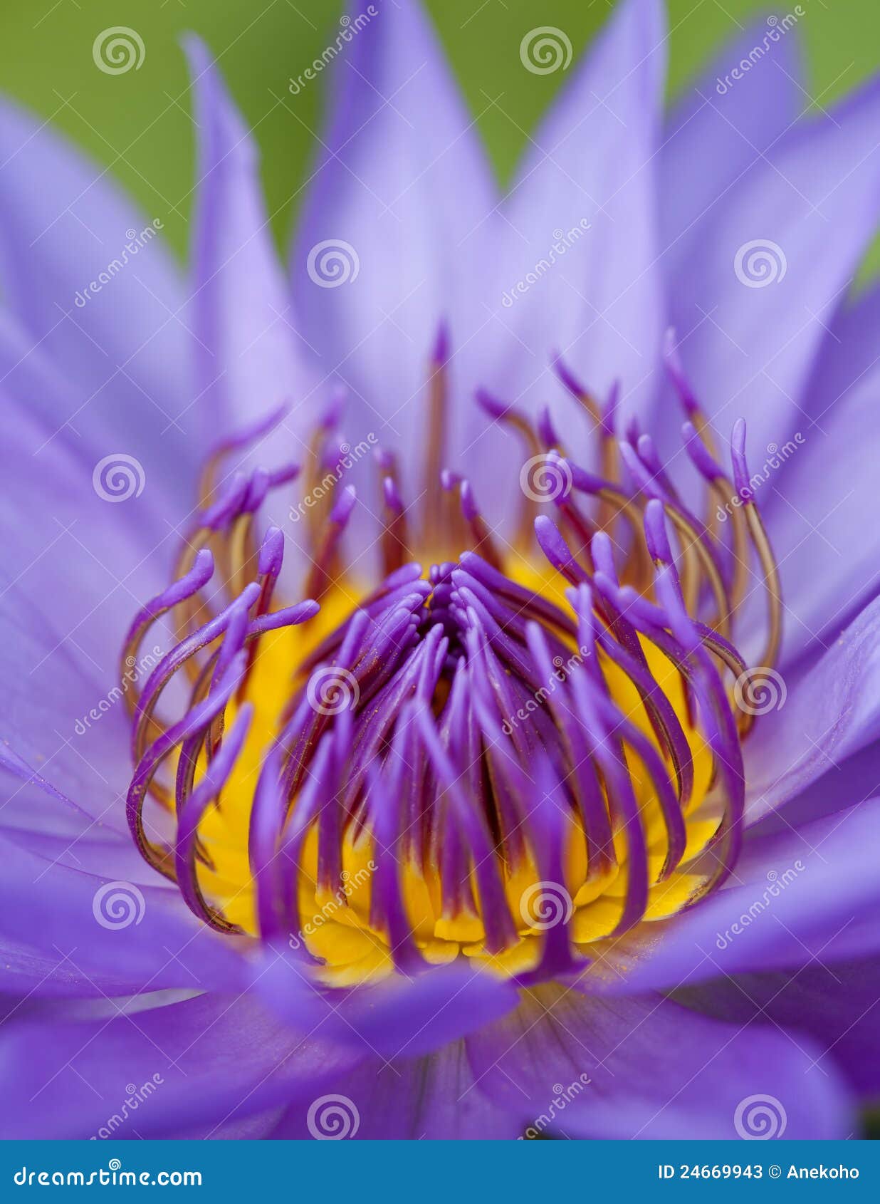 Blue Lotus Flower In Bloom Stock Photography | CartoonDealer.com #14175650