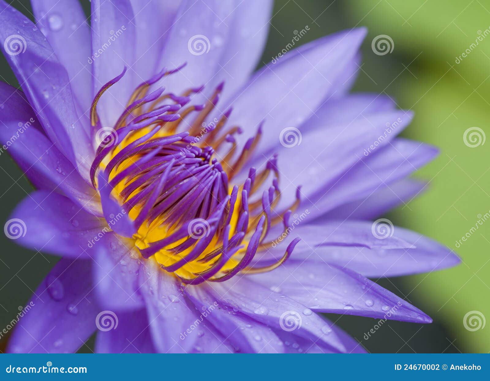 Blue lotus stock photo. Image of decoration, green, flora - 24670002
