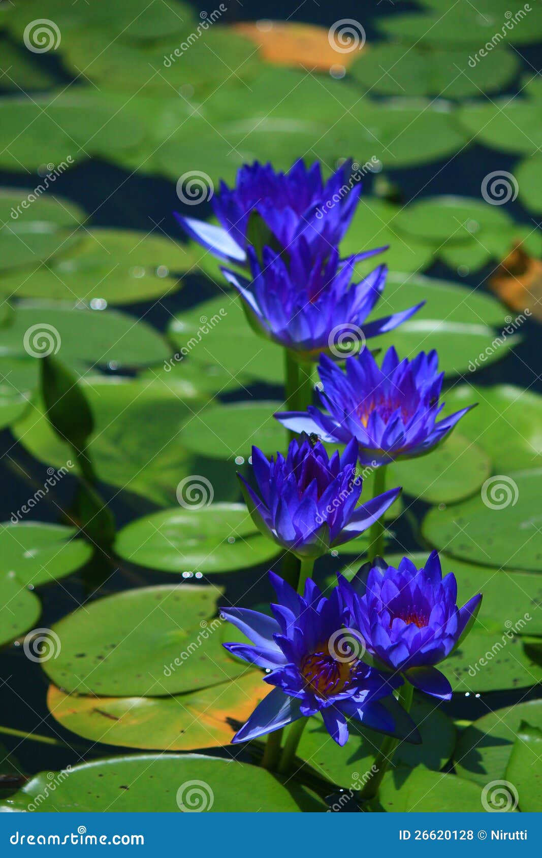 Blue lotus stock photo. Image of stamens, water, color - 26620128