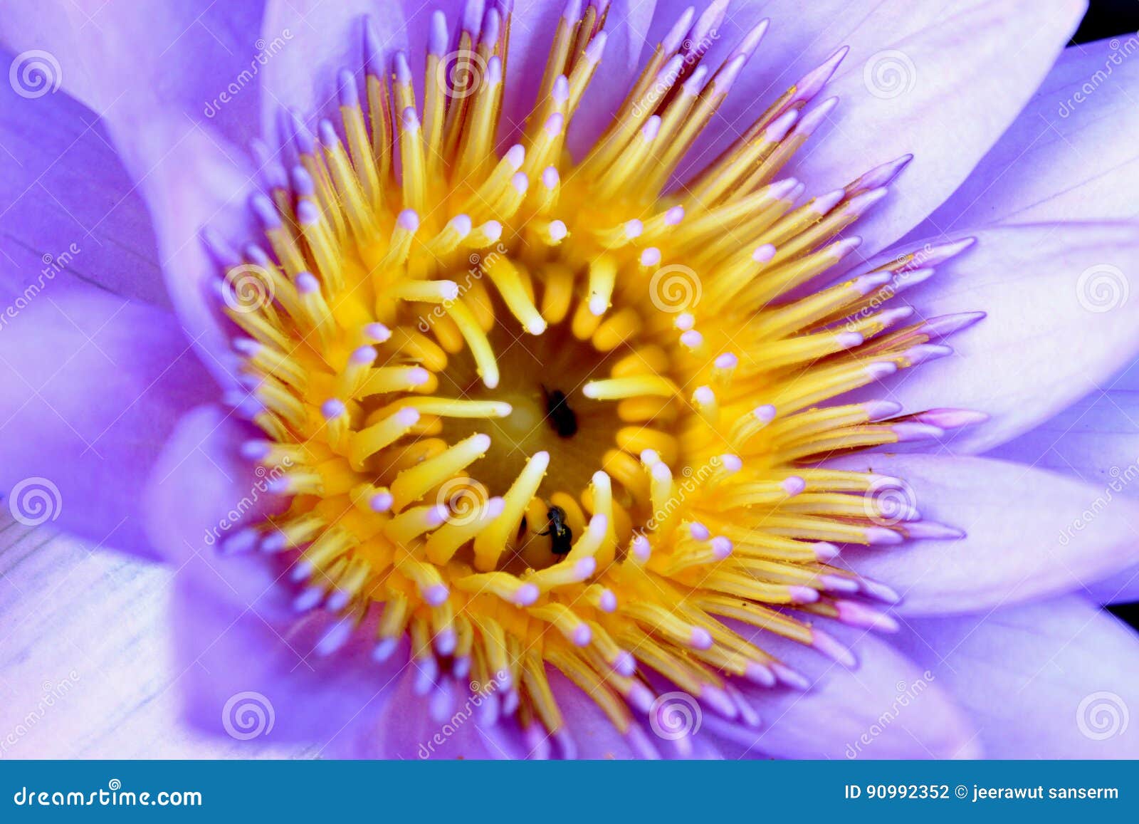 Blue lotus stock photo. Image of blue, rose, blend, petals - 90992352