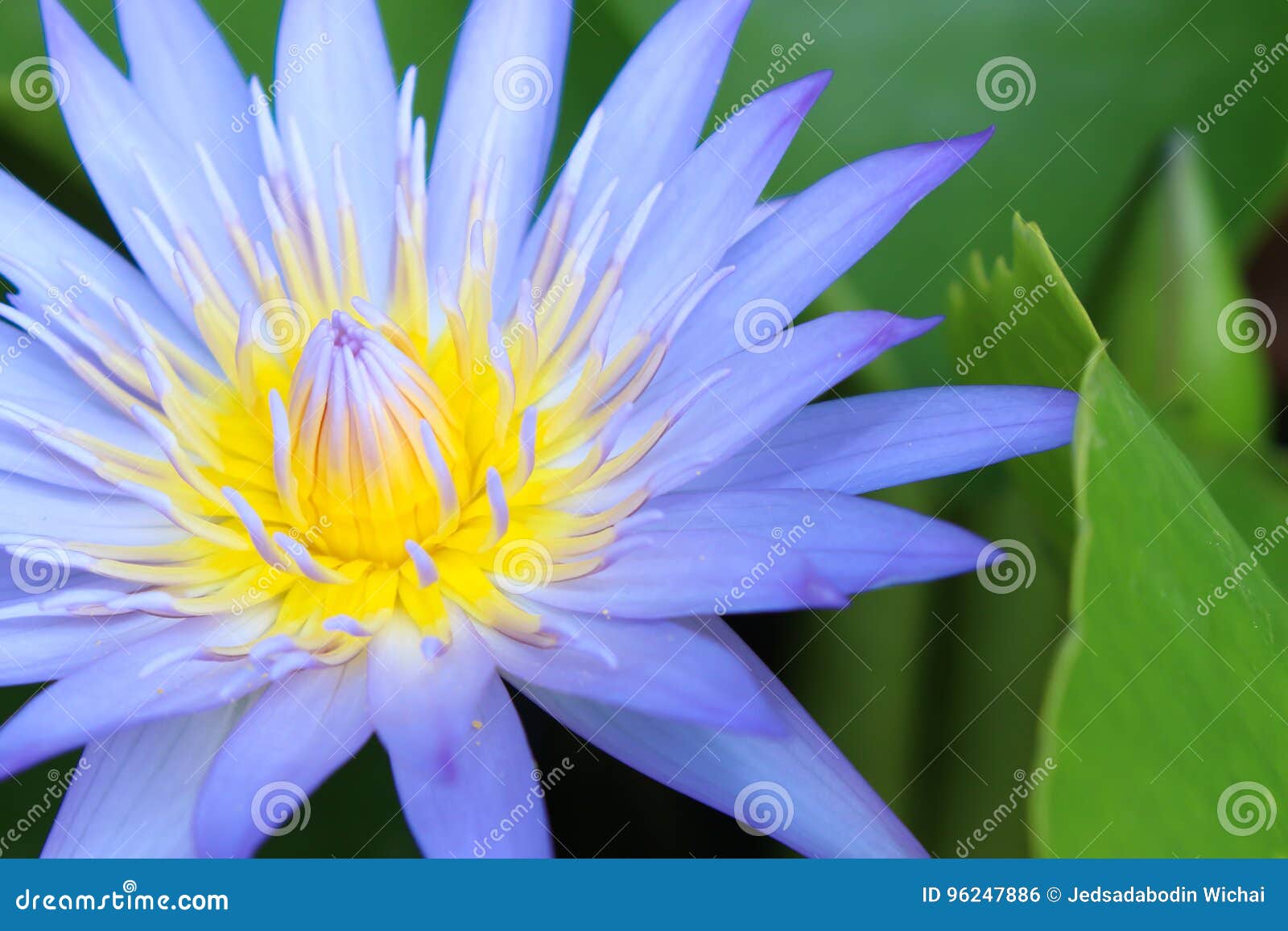 Blue Lotus flower stock photo. Image of color, lake, flora - 96247886