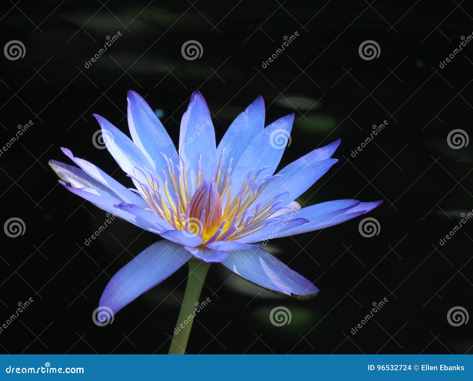 Blue Lotus Flower stock photo. Image of peaceful, lotus - 96532724
