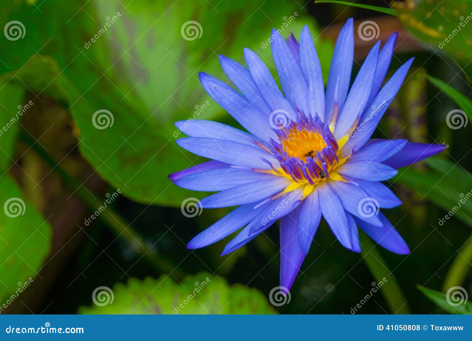 Blue lotus flower stock photo. Image of bloom, lake, flower - 41050808