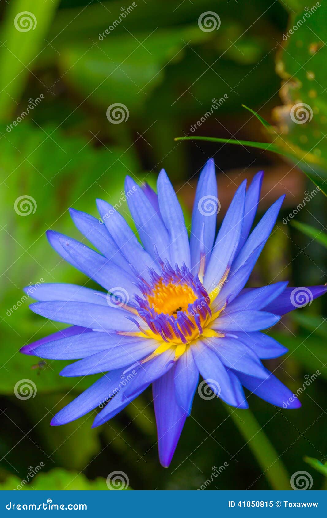 Blue lotus flower stock image. Image of water, green - 41050815