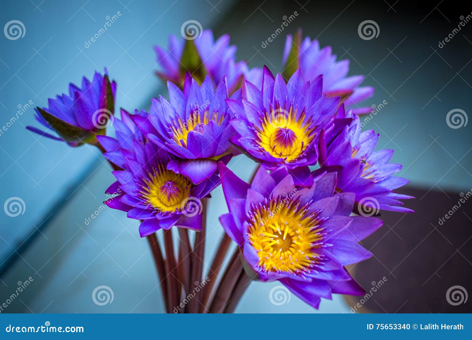 Blue lotus flower stock photo. Image of lotus, garden - 75653340