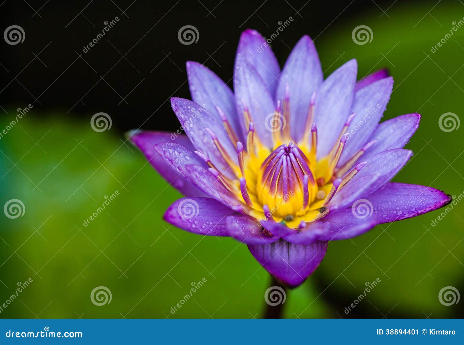 Blue Lotus Flower in Garden Stock Image - Image of blossom, gardens ...
