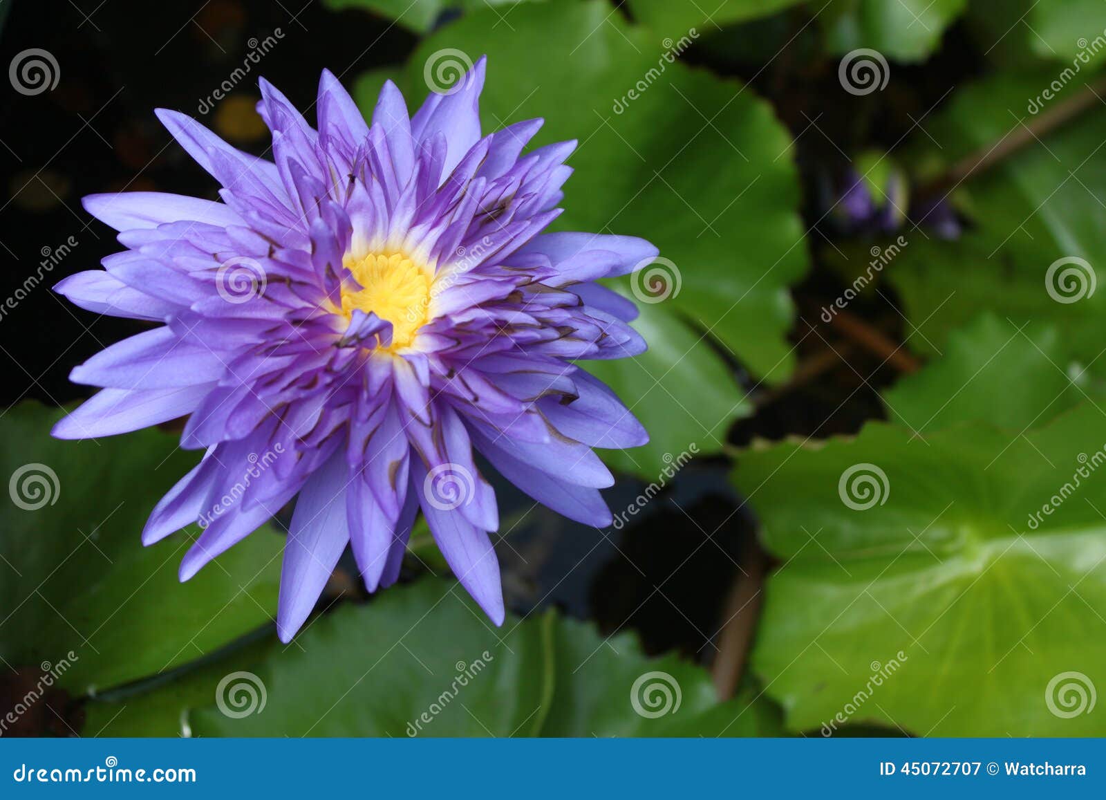 Blue Lotus Flower on a Pound Stock Image - Image of reflect, pound ...
