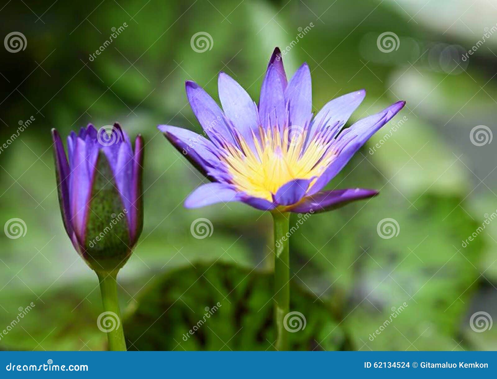 Blue Lotus stock photo. Image of blue, forest, chiang - 62134524