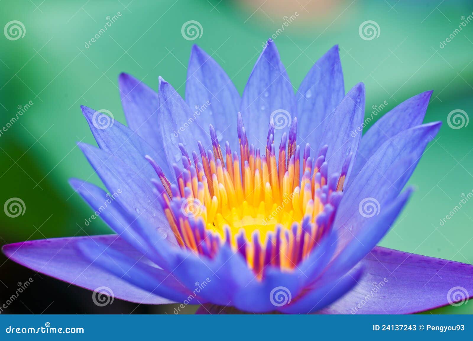 The Blue Lotus in Full Bloom Stock Image - Image of lotus, summer: 24137243
