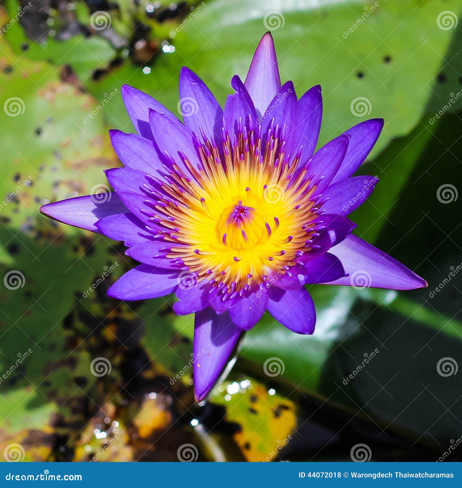 Blue lotus in garden stock photo. Image of flower, garden - 44072018