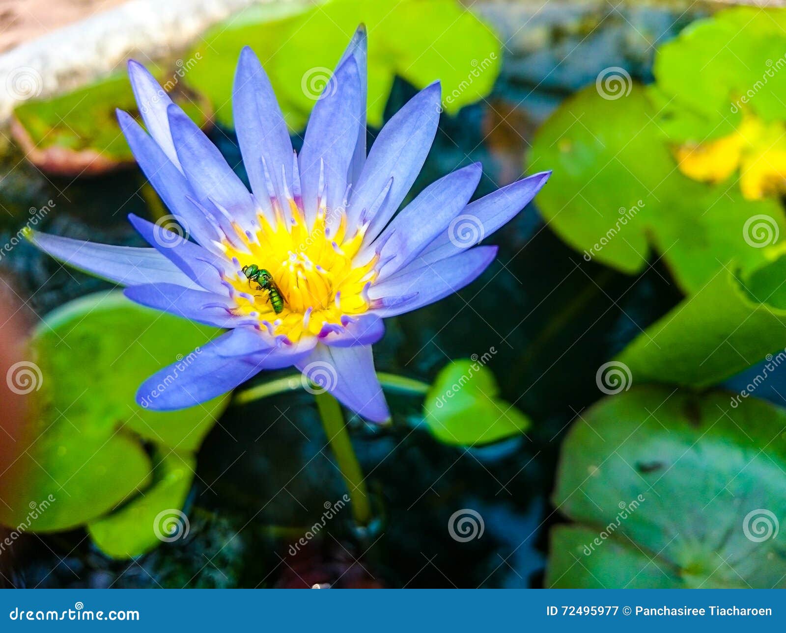 Blue Lotus stock image. Image of exotic, floral, botany - 72495977