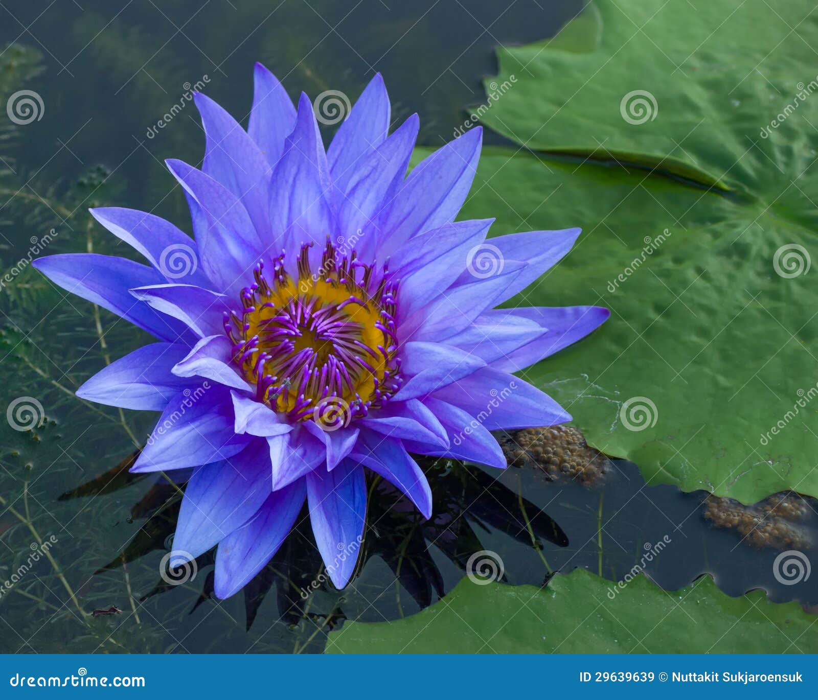Blue Lotus Petals and Purple Pollen Stock Image - Image of floral ...