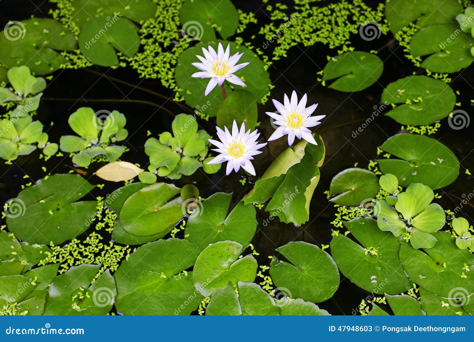Blue lotus stock image. Image of plant, natural, flora - 47948603