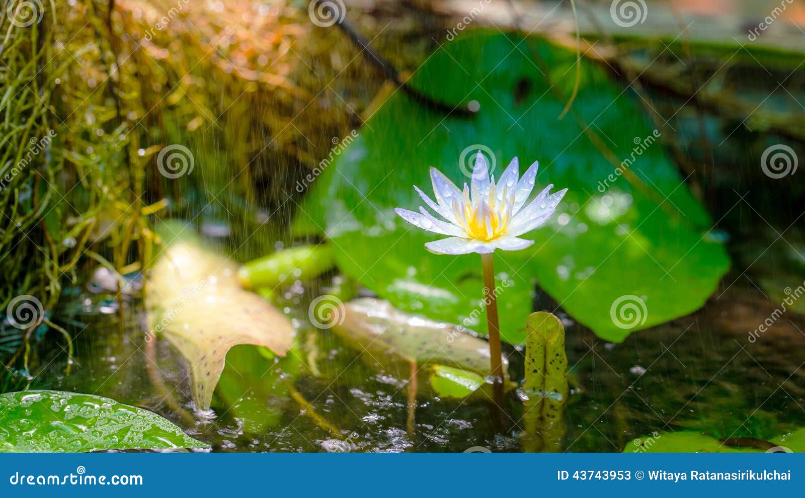 Blue Lotus in the Pool with Rain Drop Stock Image - Image of gardening ...
