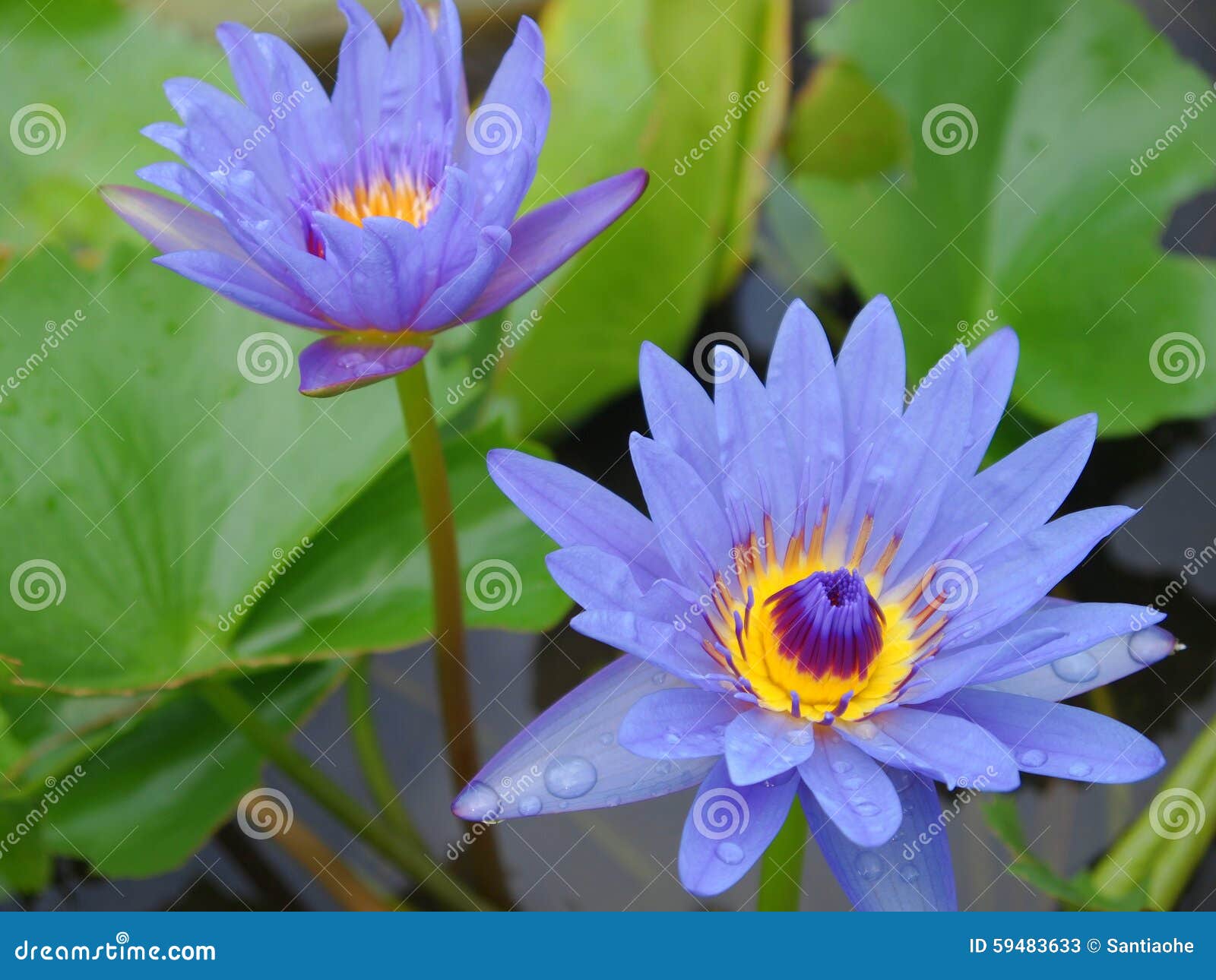 Blue lotus stock image. Image of blue, park, leaf, colorful - 59483633