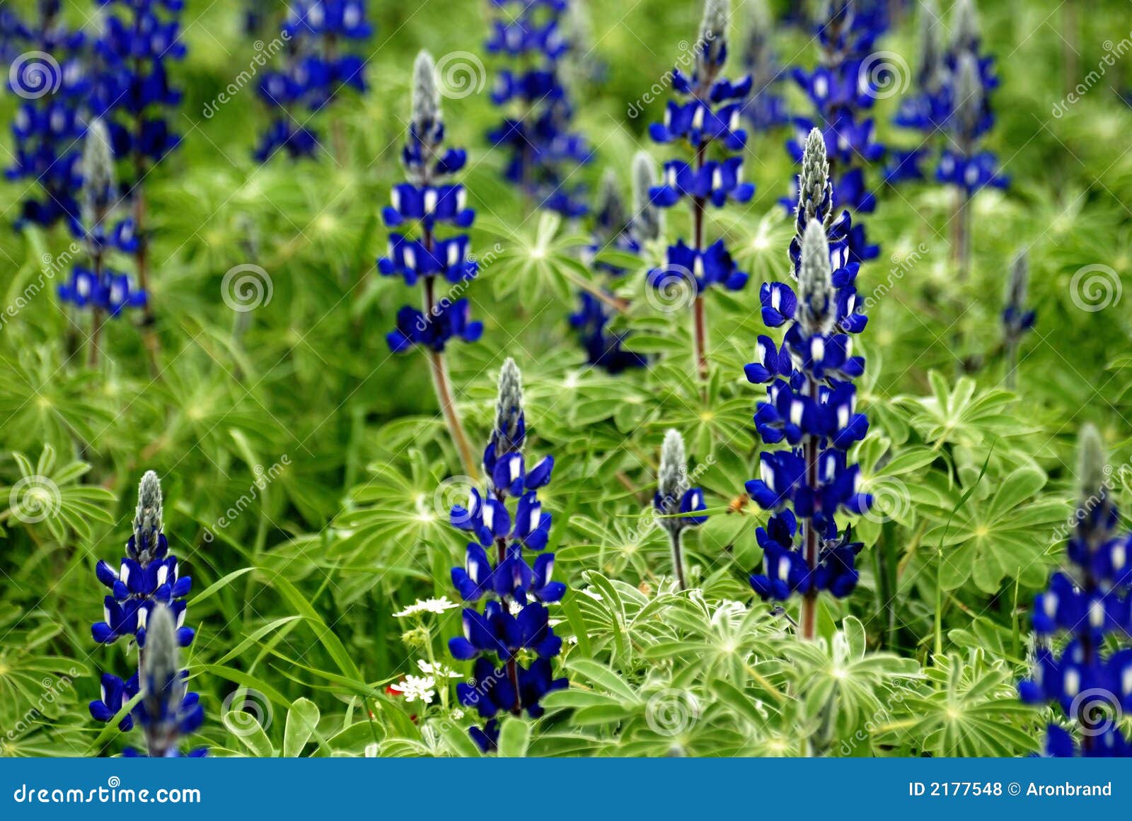 Blue Lupin flowers stock photo. Image of natural, sprigtime - 2177548