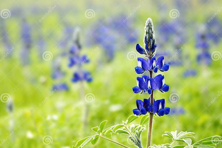 Blue Lupin flowers stock image. Image of sprigtime, field - 2177753