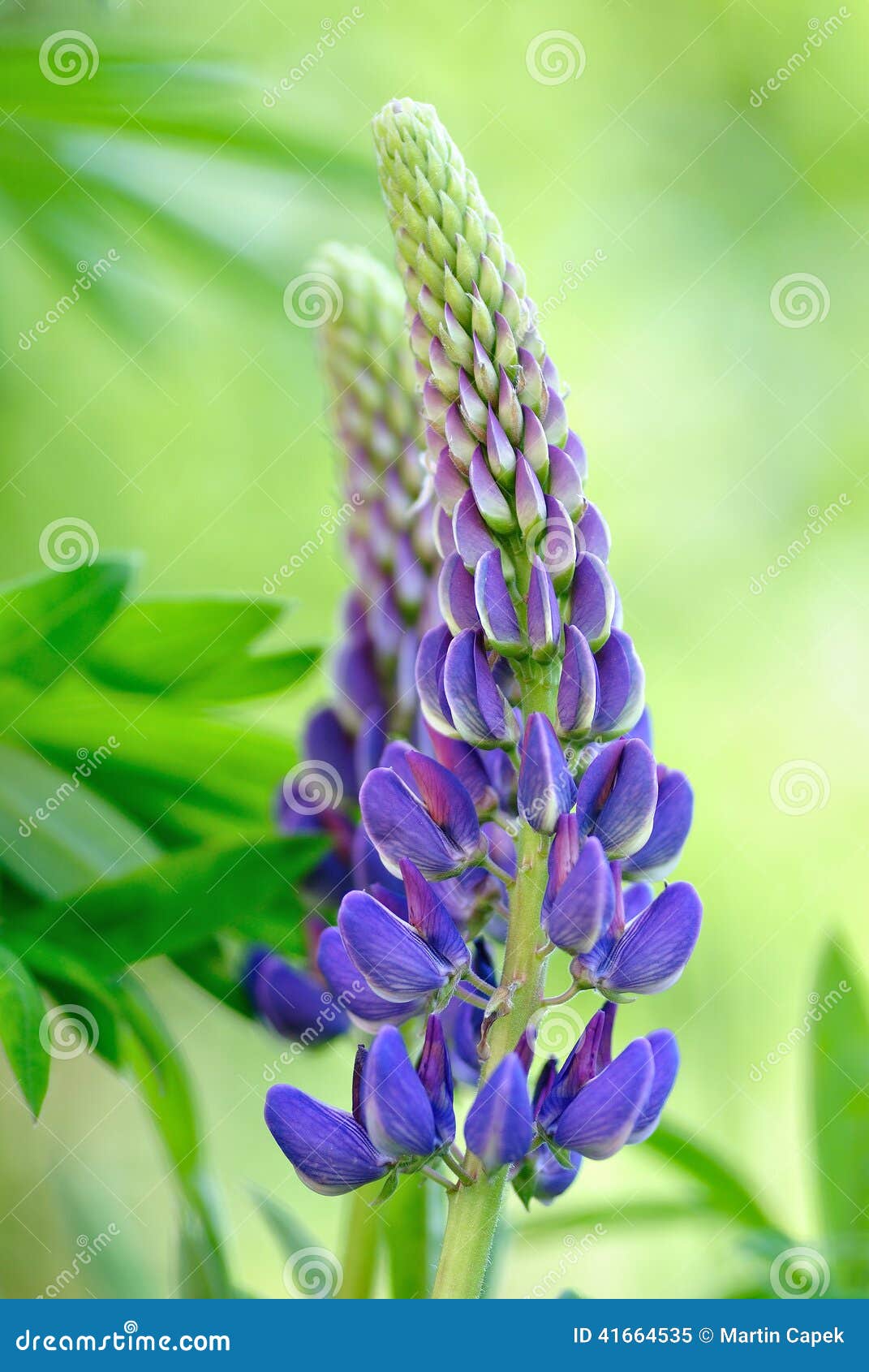 Blue lupine flower stock image. Image of leaf, petal - 41664535