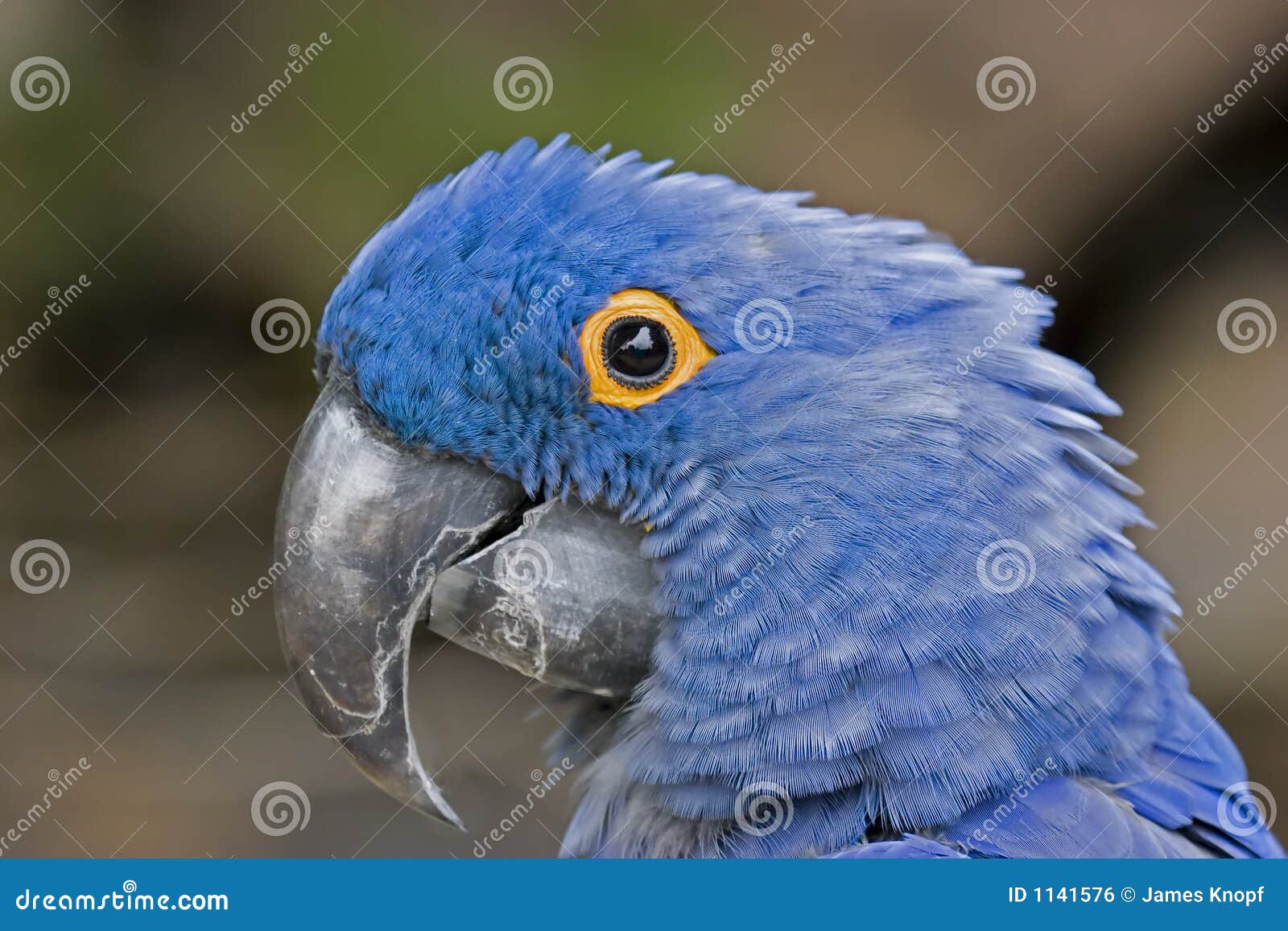 Blue Macaw stock photo. Image of cute, jungle, beak, tropic - 1141576