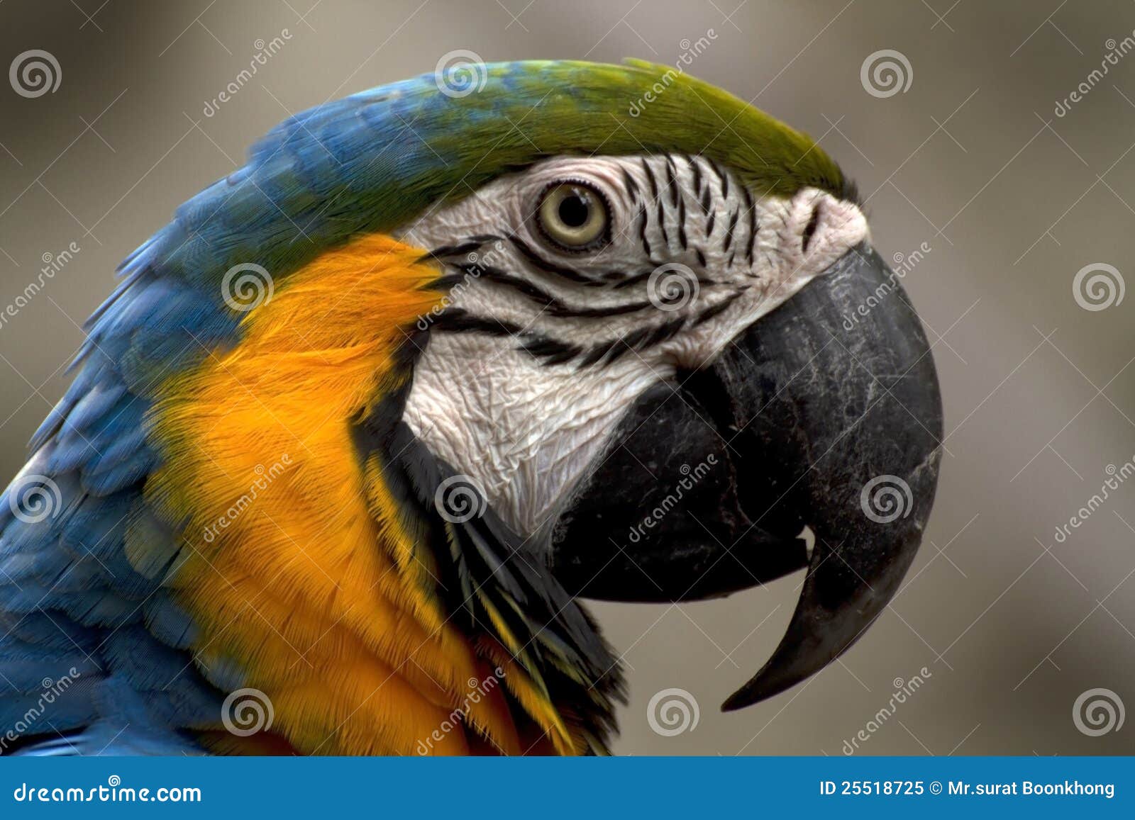 Blue macaw stock image. Image of parrot, perch, bird - 25518725