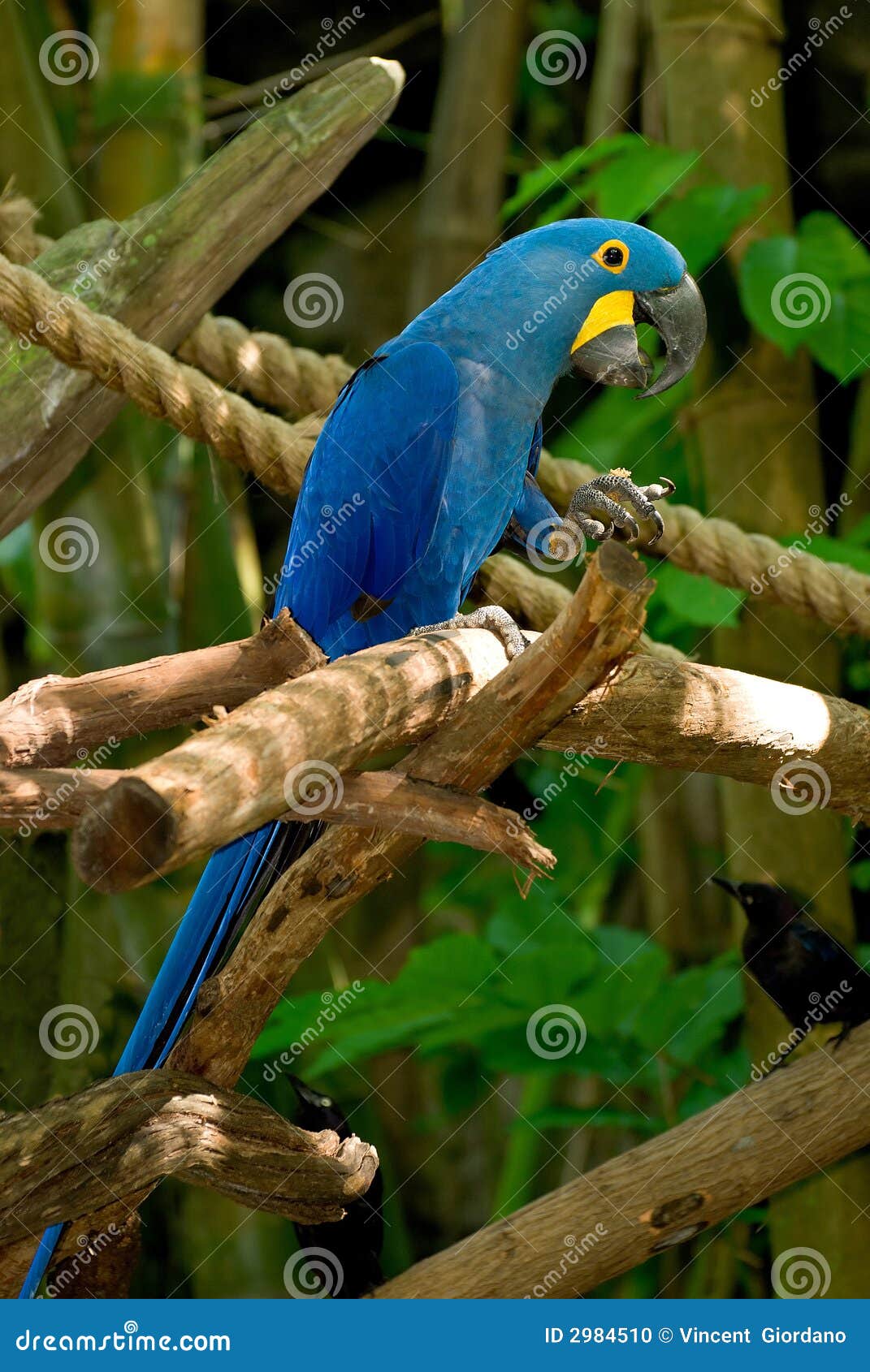 Blue Macaw stock photo. Image of blue, tropical, hyacinth - 2984510