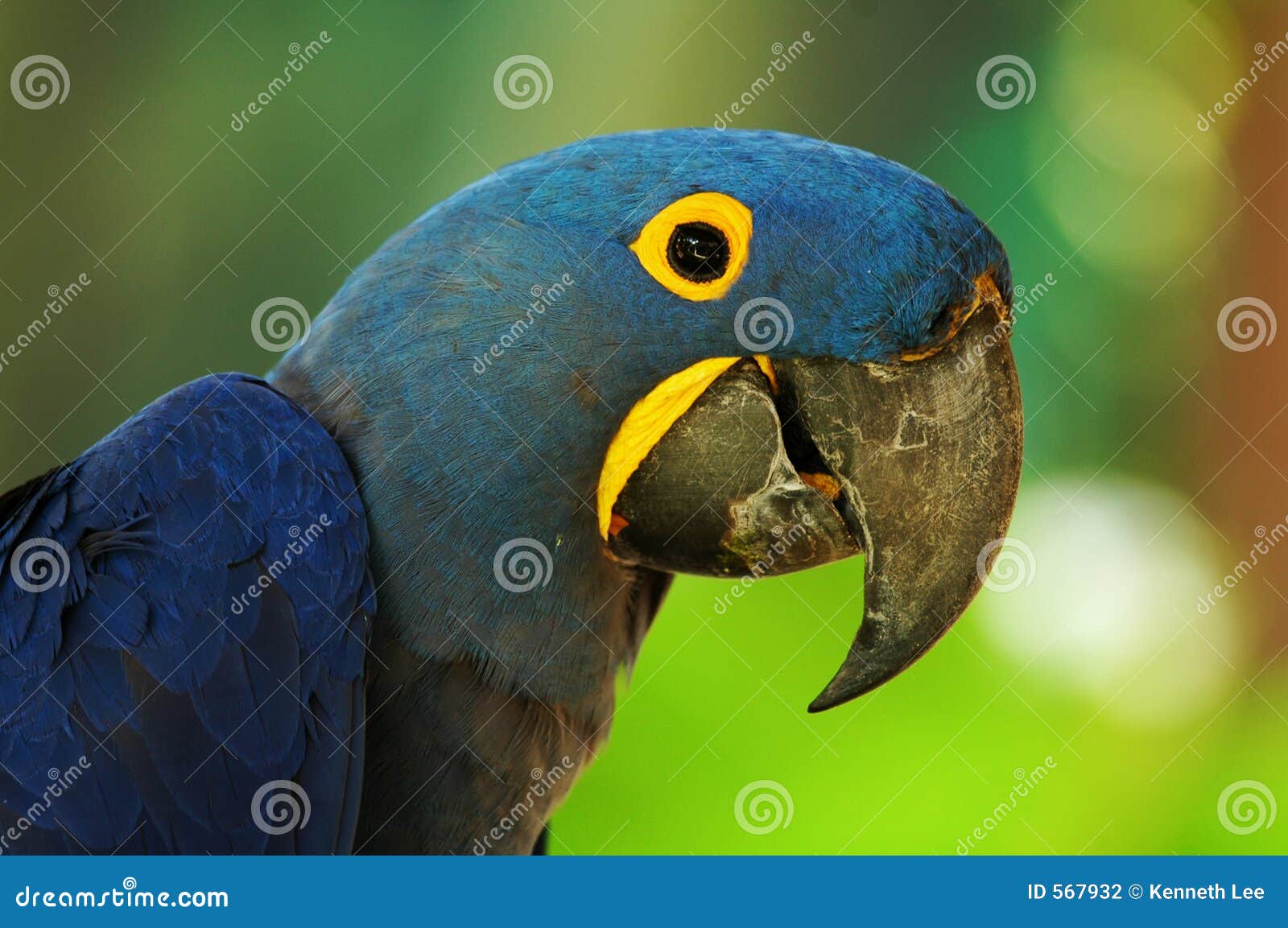 Blue Macaw stock photo. Image of yellow, macaw, birdpark - 567932