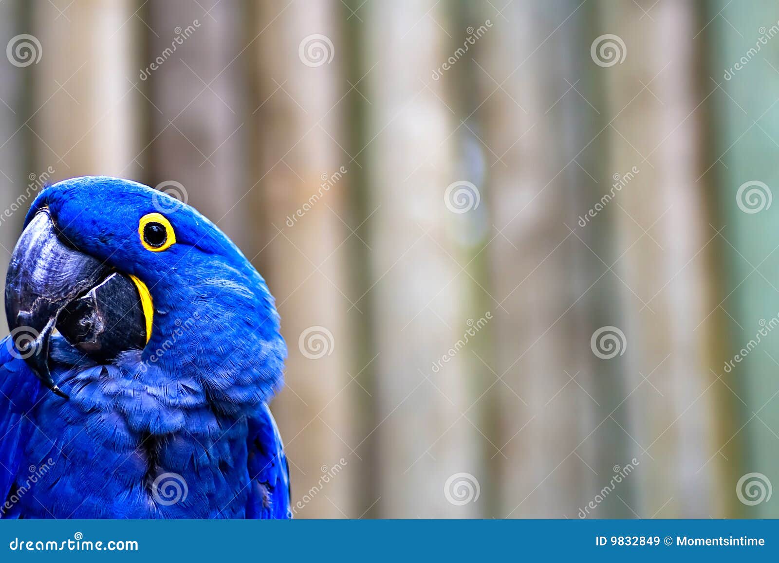 Blue Macaw Portrait. Nesting Behaviour. Hyacinth Macaw, Anodorhynchus ...
